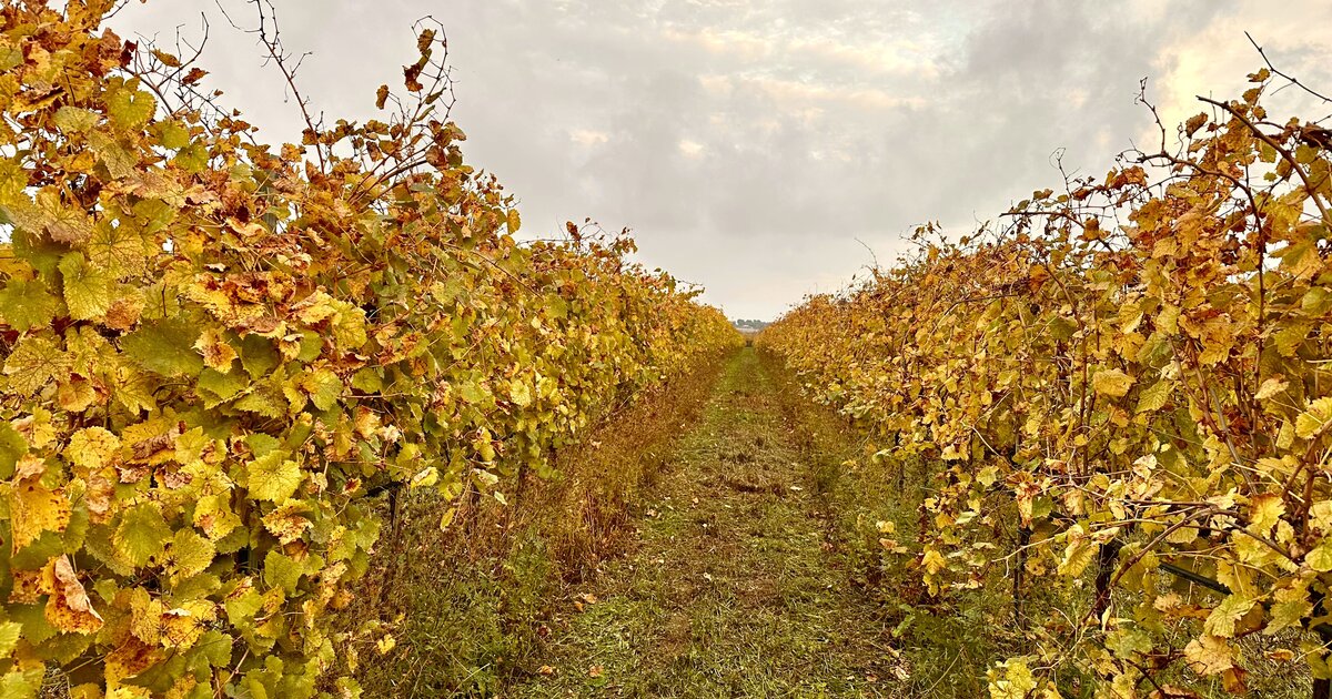 Trekking nelle vigne e degustazione in cantina con vista sul golfo ...